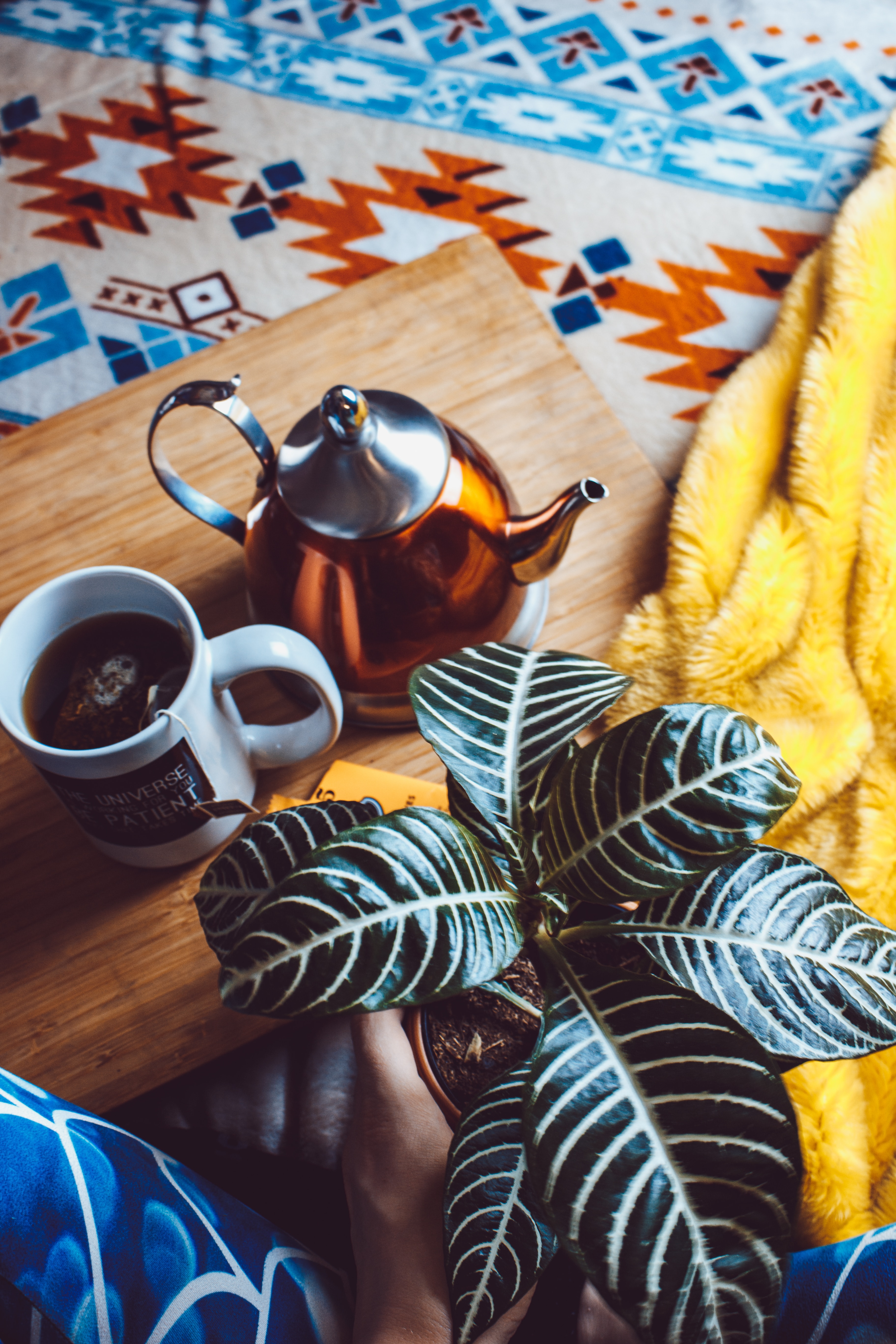 Houseplant Care Tips For Beginners Indoor Plant Care