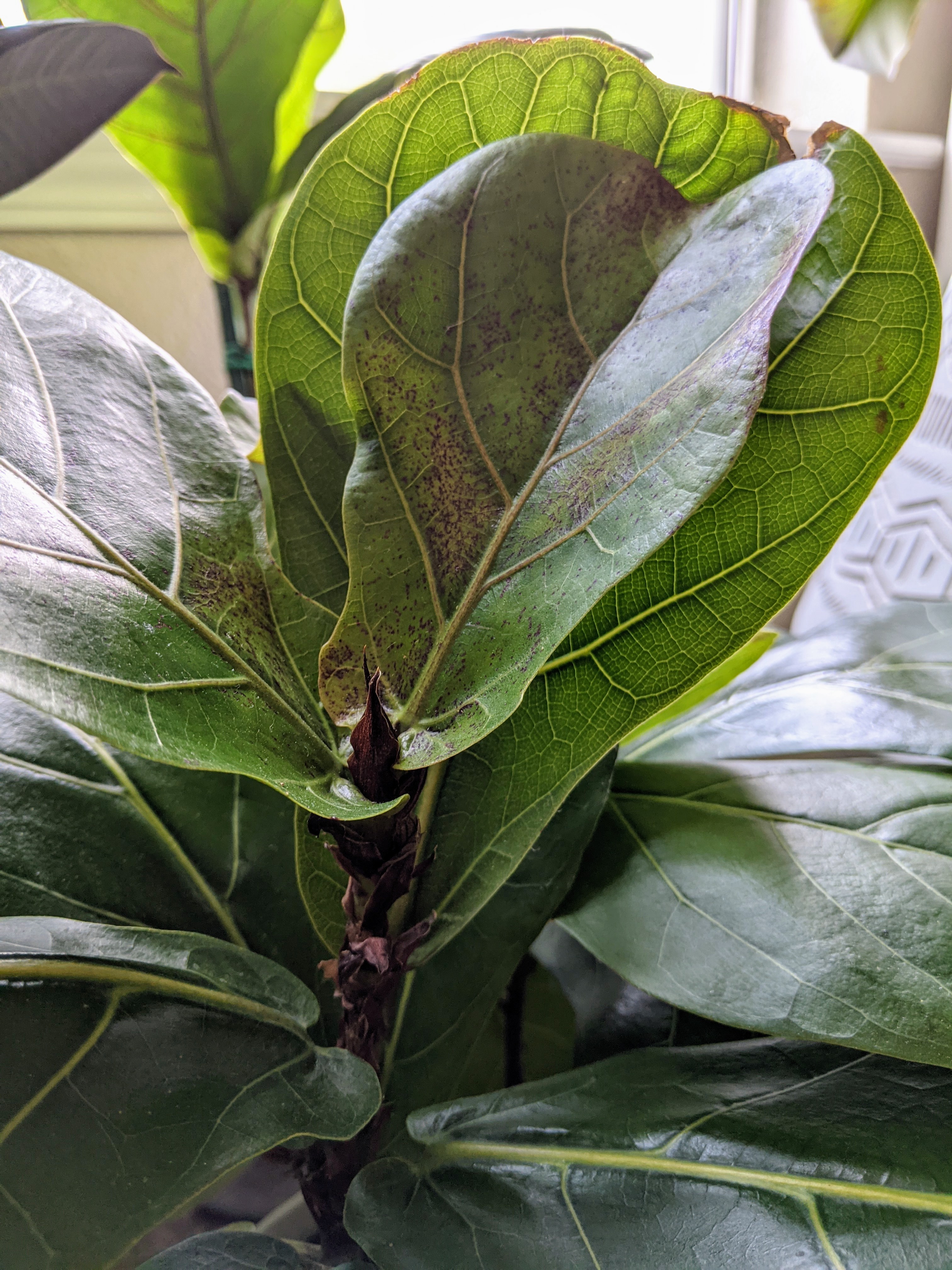 Fiddle Leaf Fig Tree Care Archives Indoor Plant Care