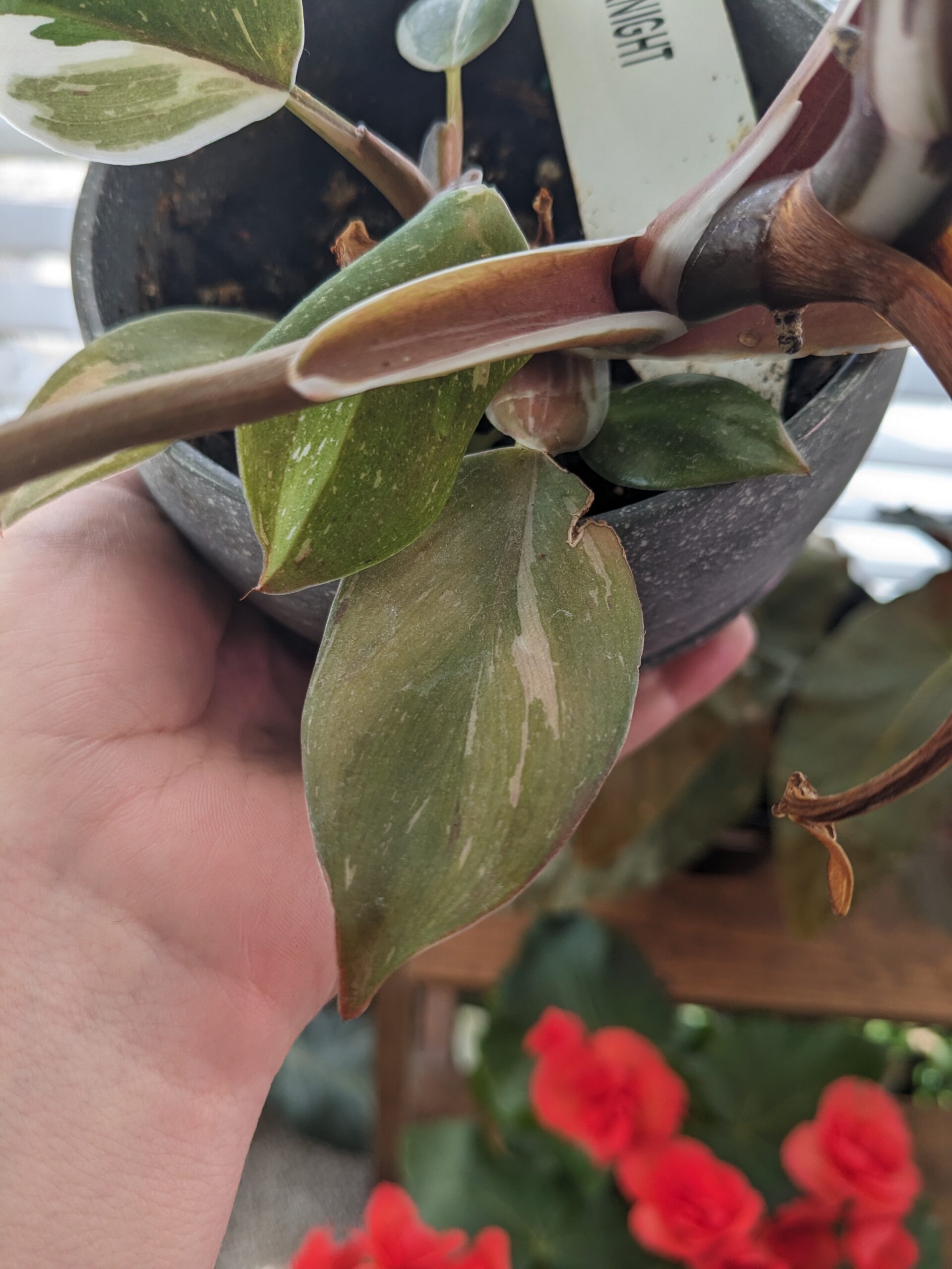 Here's Why Your Plant Leaves Are Turning Yellow | Indoor Plant Care